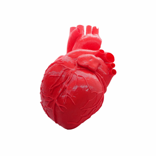 Corazón A Escala Real Cuerpo Humano - 3DImpressions